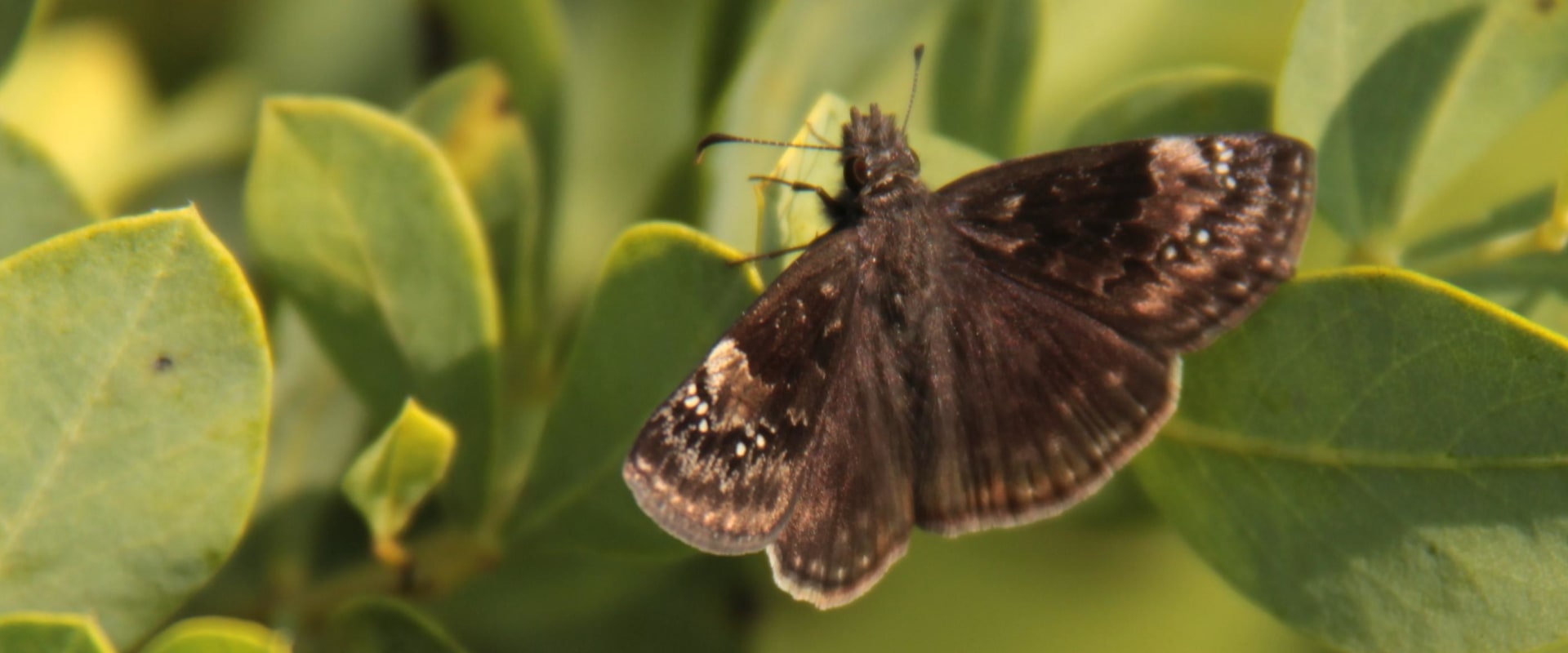 Identifying Different Species of Butterflies in Southwest Florida