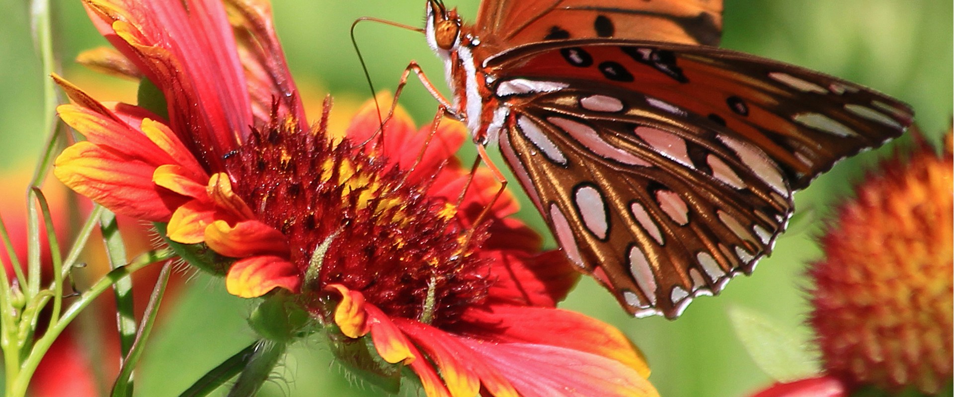 The Bright and Colorful Atala Butterflies of Southwest Florida